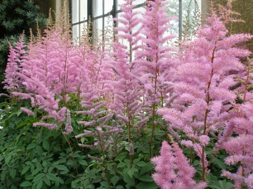 Astilbe Colors - The Stars of a Shade Garden