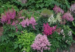 Astilbe Colors - The Stars of a Shade Garden