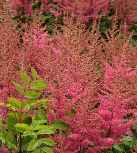 Astilbe Colors - The Stars of a Shade Garden