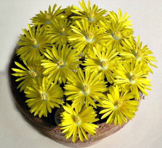 Lithops Care - How to Grow Living Stones