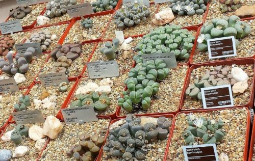 Lithops Care - How to Grow Living Stones