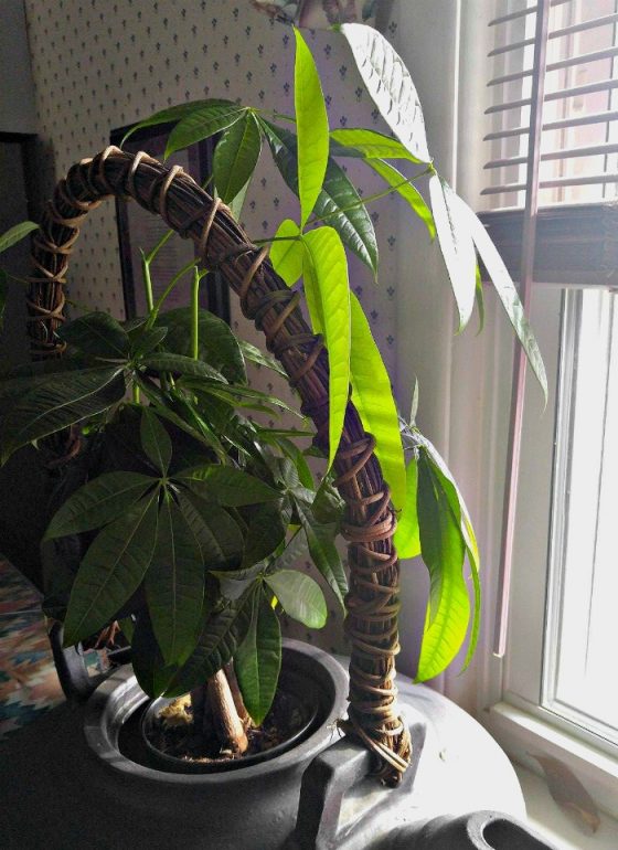 Braided Money Tree Plant - A Symbol of Luck and Prosperity