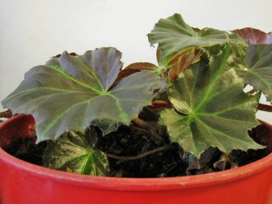 Growing Begonias - The Showy Houseplant with Amazing Flowers and Leaves