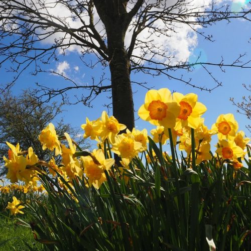 Spring Blooming Plants - 20 Top Picks for Early Spring Flowers [Updated]