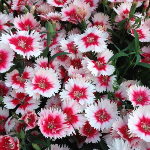 Spring Blooming Plants - 20 Top Picks for Early Spring Flowers [Updated]
