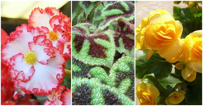Growing Begonias - The Showy Houseplant with Amazing Flowers and Leaves