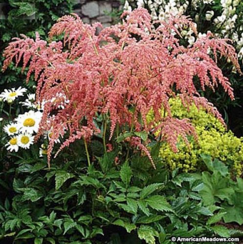Growing Astilbe - False Spirea - How to Grow and Care for Astilbe