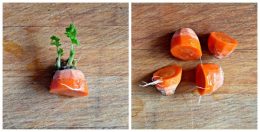 Re-growing Carrot Greens from Scraps for Earth Day - The Gardening Cook