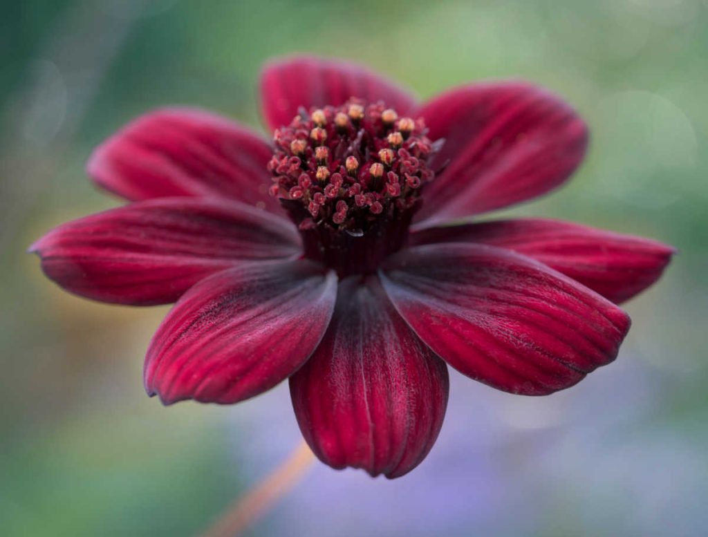 Chocolate Cosmos is one of the Rarest Flowers in the World