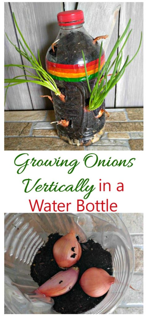 Vertical Onion Garden - Fun Kid's Gardening Project