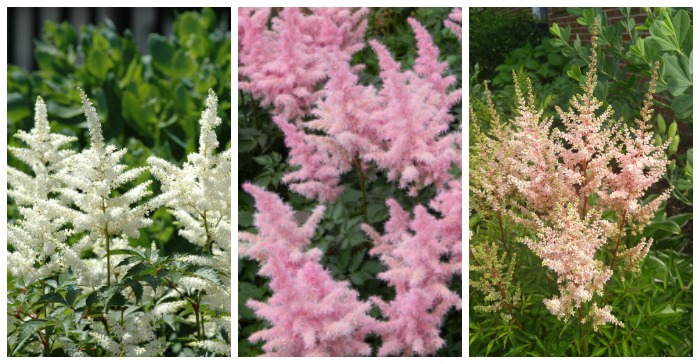 Growing Astilbe - False Spirea - How to Grow and Care for Astilbe