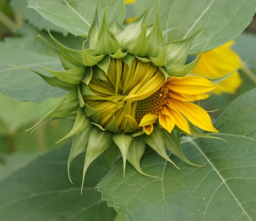 Growing Sunflower Plants - Sunflower Care Tips for Big Beautiful Blooms