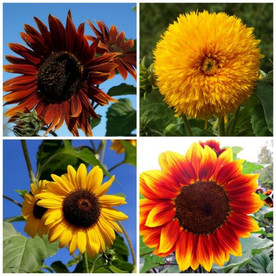 Growing Sunflower Plants - Sunflower Care Tips for Big Beautiful Blooms