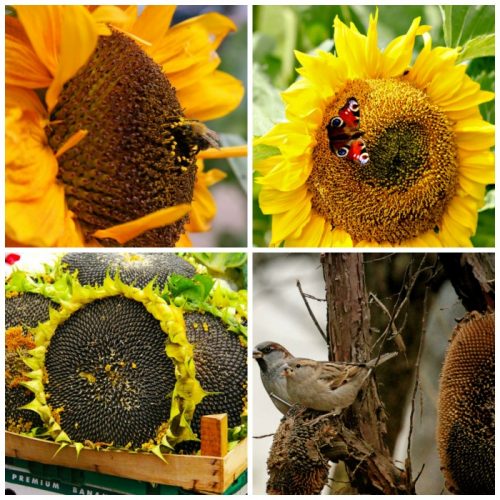 Growing Sunflower Plants - Sunflower Care Tips for Big Beautiful Blooms