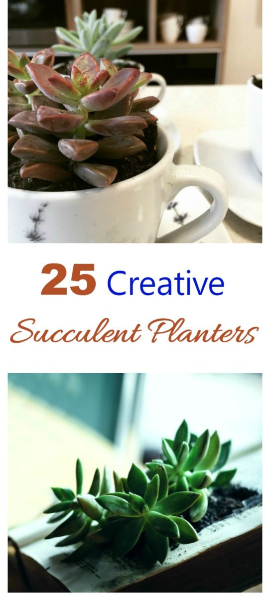 Succulent planters - 25 Fun Looks that Show you can Plant Succulents in ...