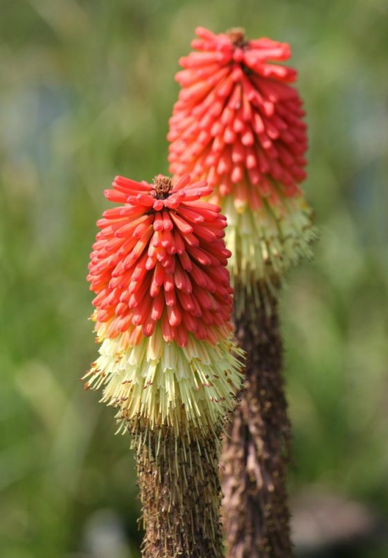 Red Hot Poker - Growing and Caring for Torch Lilies