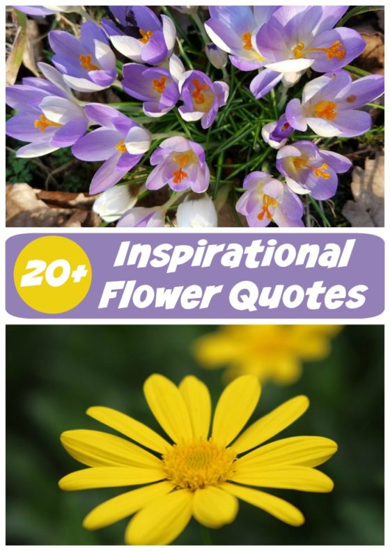 Inspirational Flower Quotes - Motivational Sayings with Photos of Flowers