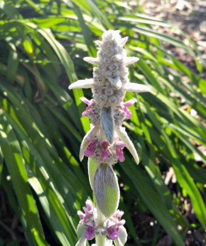 Lamb's Ear Growing Tips - (Stachys Byzantina) - The Gardening Cook