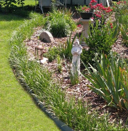 Transplanting Monkey Grass - Liriope Division - The Gardening Cook