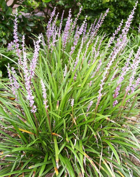 Transplanting Monkey Grass - Liriope Division - The Gardening Cook
