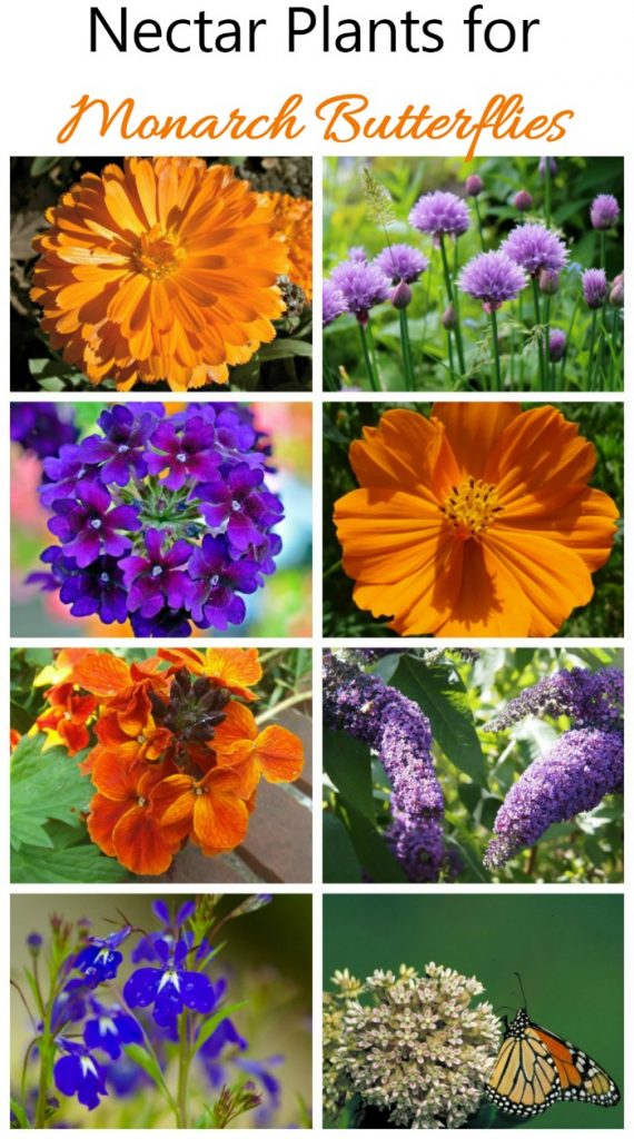 Attracting Monarch Butterflies - Way Stations - Start Seeing Monarchs Day