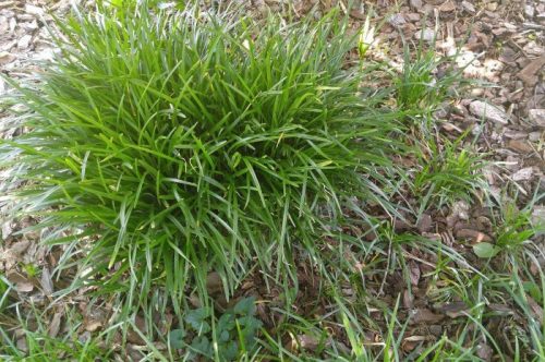 Transplanting Monkey Grass - Liriope Division - The Gardening Cook