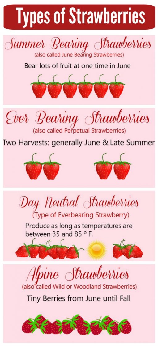 Growing Strawberries -Tips and Tricks for Best Success