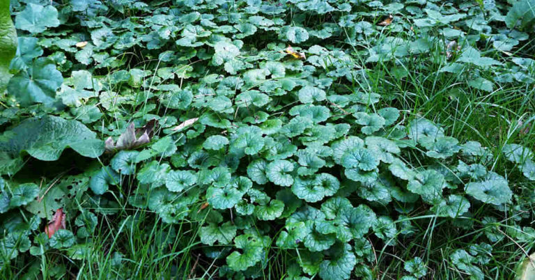 Does Borax Kill Creeping Charlie? Effectiveness & Lawn Safety