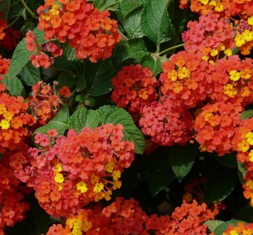 Summer Blooming Plants - 25 Favorites for Long Season Color