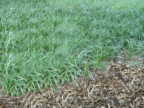 Controlling Monkey Grass - How to Manage and Get Rid of Liriope