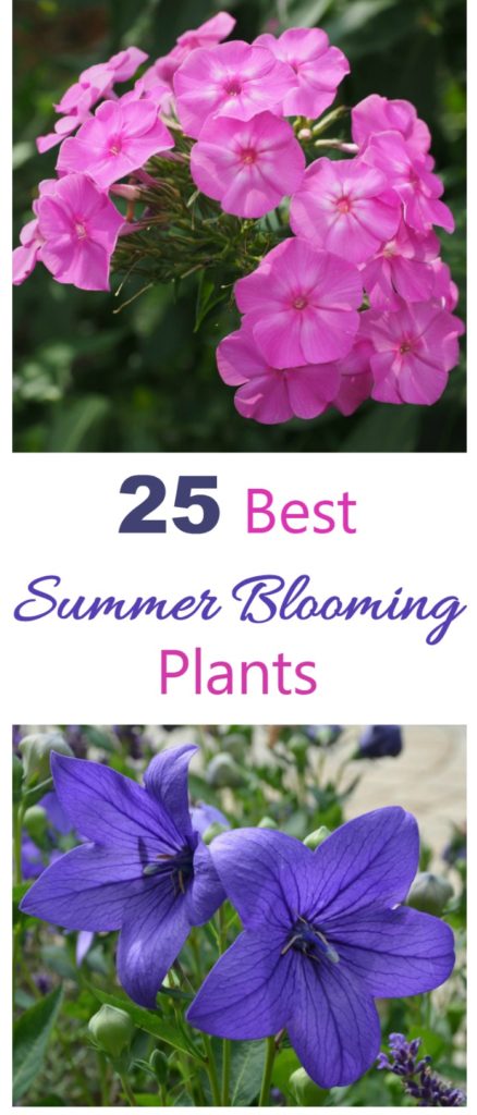 Summer Blooming Plants - 25 Favorites for Long Season Color