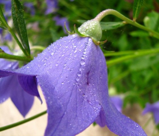 Balloon Flower - Tips for Growing Platycodon grandiflorus