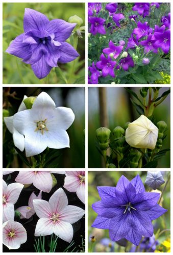 Balloon Flower - Tips for Growing Platycodon grandiflorus