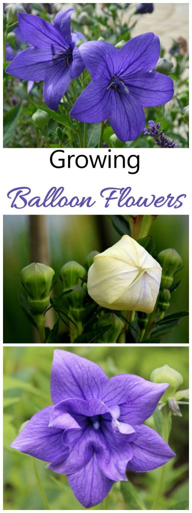 Balloon Flower - Tips for Growing Platycodon grandiflorus