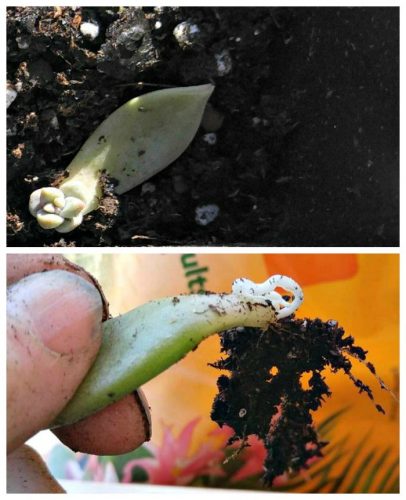 Propagating Succulent Leaves - Tips for Propagating Succulents