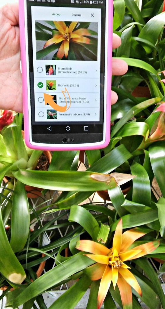 plantsnap-mobile-app-tips-and-tricks-for-best-results
