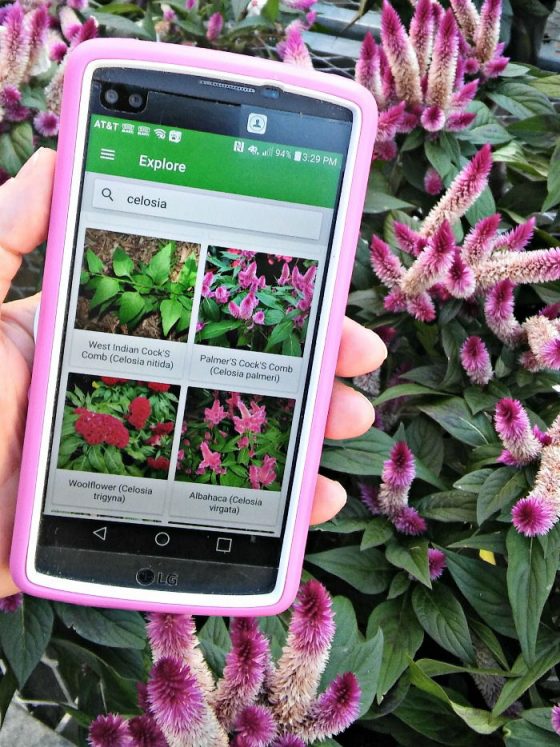 PlantSnap Mobile App - Tips and Tricks for Best Results