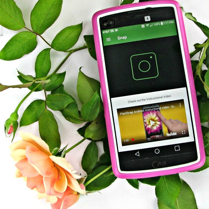 PlantSnap Mobile App Tips And Tricks For Best Results PlantSnap Mobile App Tips And Tricks For Best Results