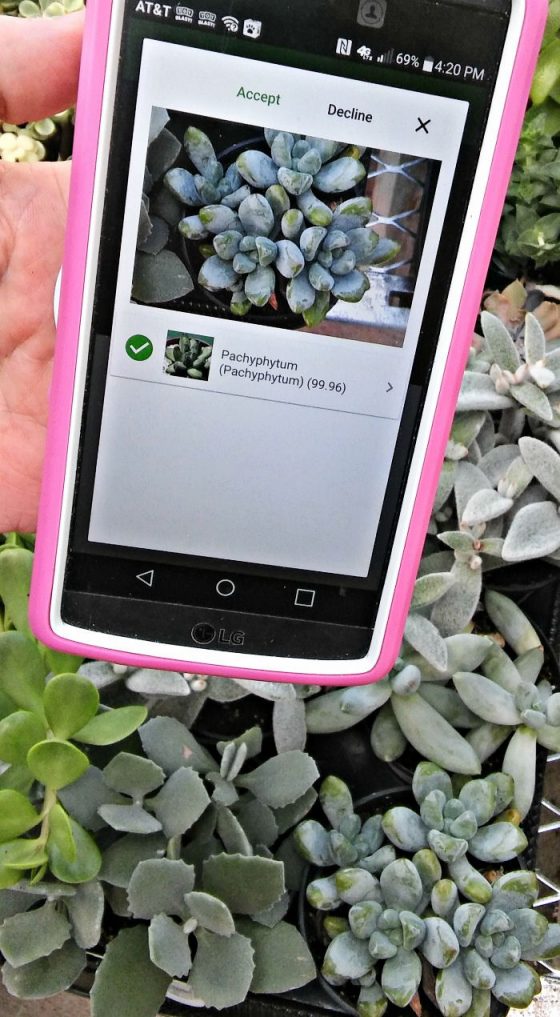 PlantSnap Mobile App - Tips and Tricks for Best Results