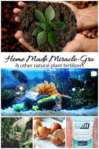 Home made Miracle Grow - Make Your own Homemade Plant Food