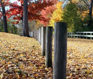 Fall Foliage - Garden Fences and Gates in Autumn
