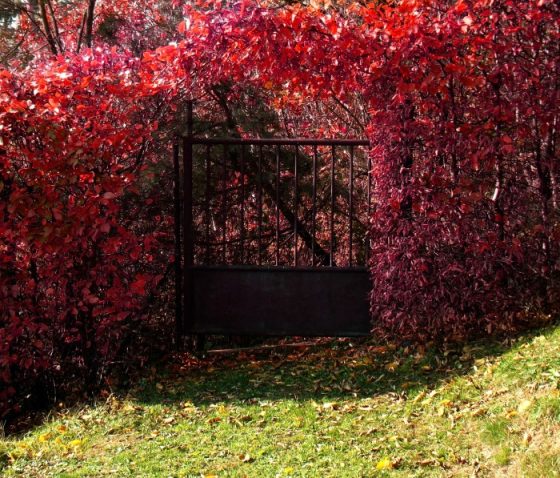 Fall Foliage - Garden Fences and Gates in Autumn