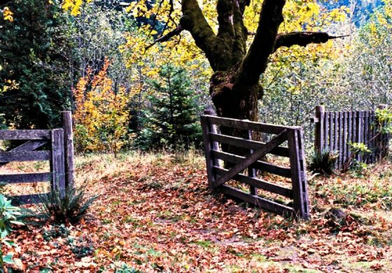 Fall Foliage - Garden Fences and Gates in Autumn