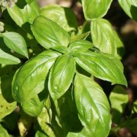 Herb Identification - How to Identify Herbs - Free Herb Gardening Printable