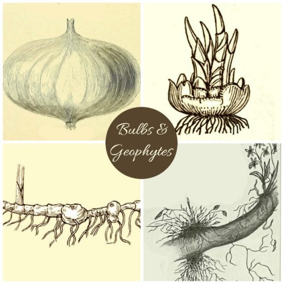 Bulbs Archives - The Gardening Cook