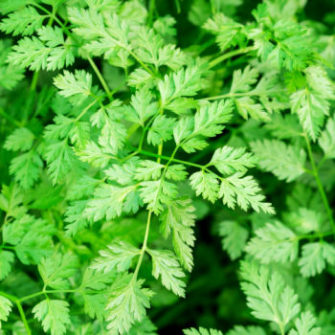 Herb Identification - How to Identify Herbs - Free Herb Gardening Printable