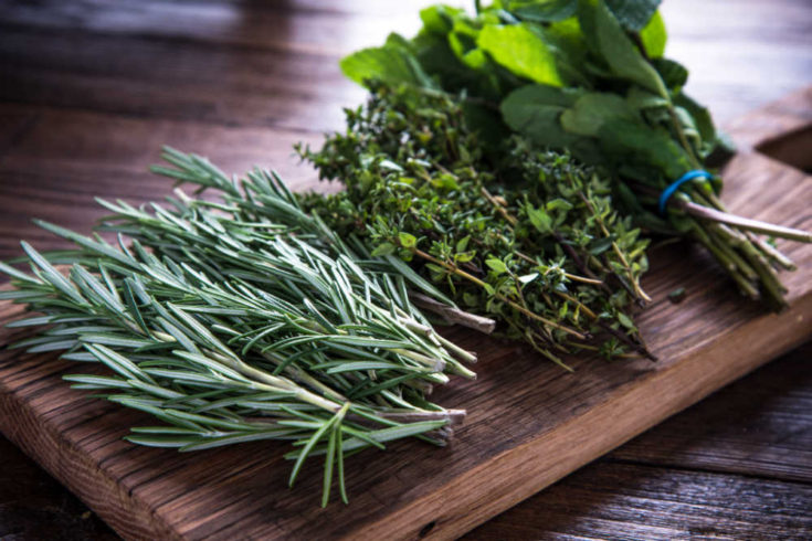 Herb Identification - How to Identify Herbs - Free Herb Gardening Printable