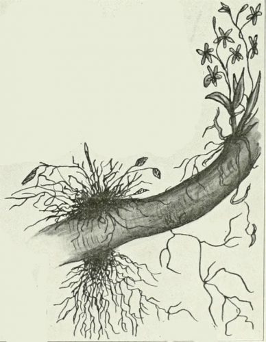 Flower Bulb Types - Understanding Bulbs Corms Rhizomes Tubers