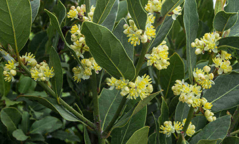 Bay Leaf Plants - How to Grow and Care for Bay Laurel