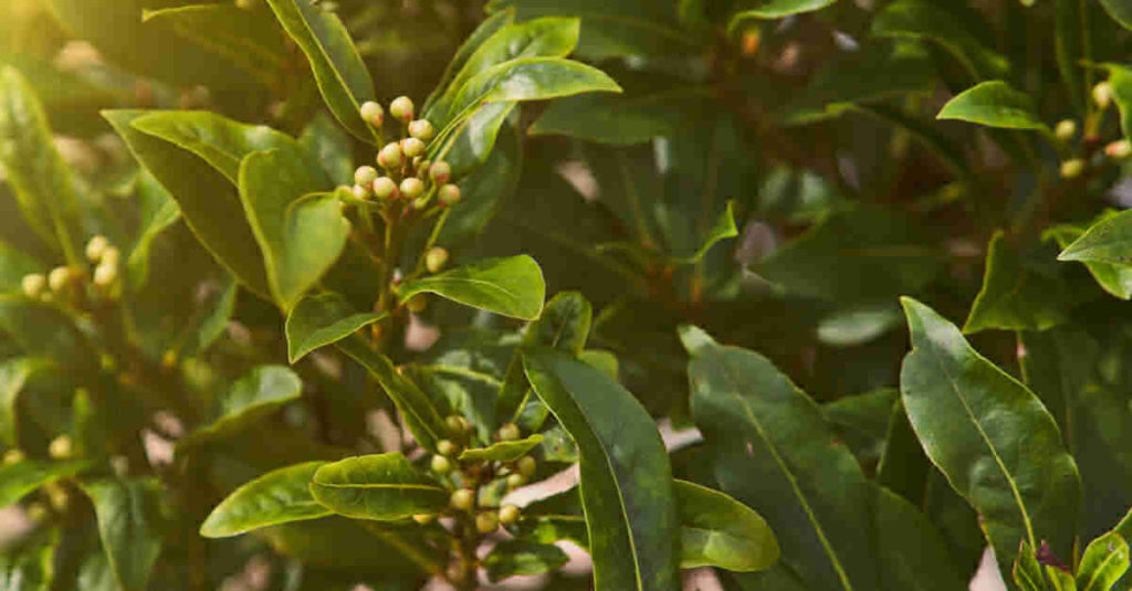 Bay Leaf Plants - How to Grow and Care for Bay Laurel